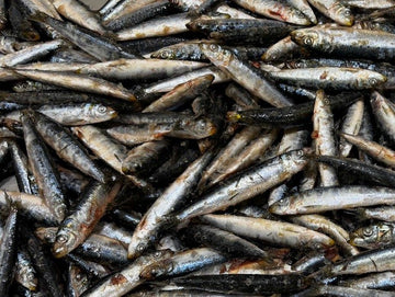 NZ Pilchard